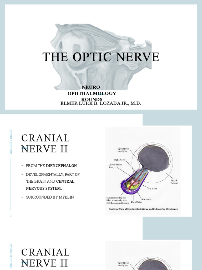 The Optic Nerve v.1 | PDF | Retina | Nerve