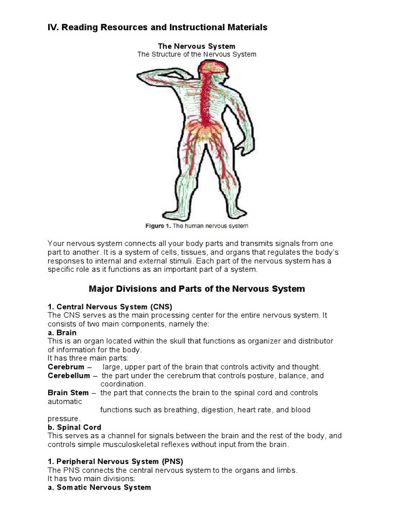 Parts of The Nervous System | PDF