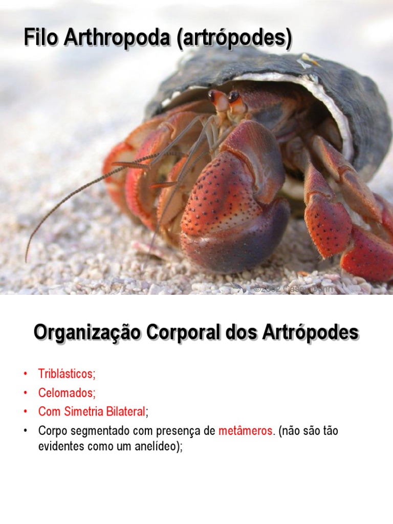 Filo Arthropoda (Artrópodes) | PDF | Insetos | Crustáceo