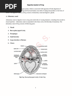 Frog Digestive System: Anatomy & Functions | PDF | Stomach | Pancreas