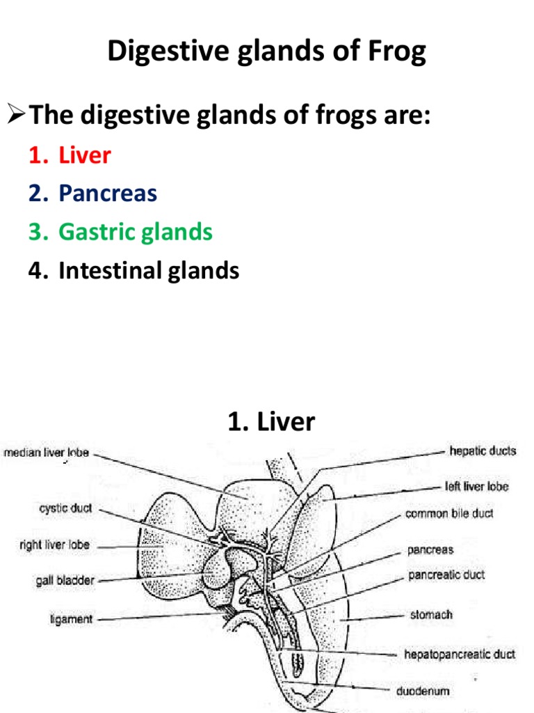 The Major Digestive Glands of the Frog: A Comprehensive Look at Liver ...
