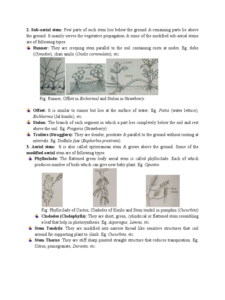Modified Stem NMSS | PDF | Leaf | Plants