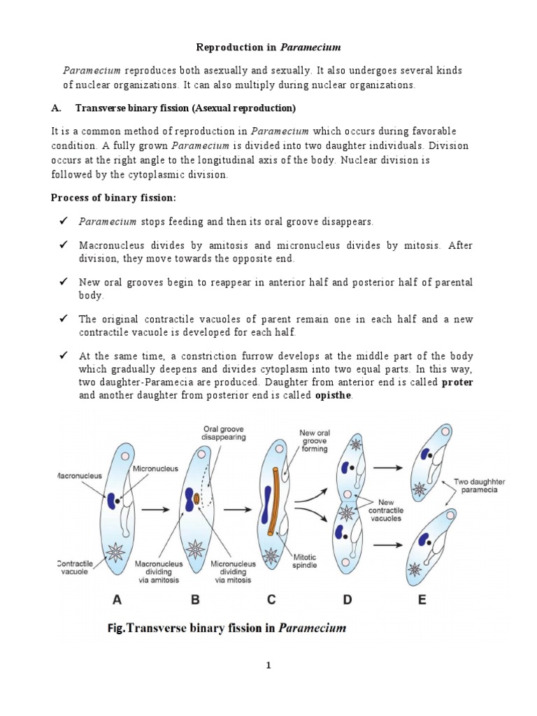 Paramecium Reproduction: Conjugation Explained | PDF | Zoology | Cell ...