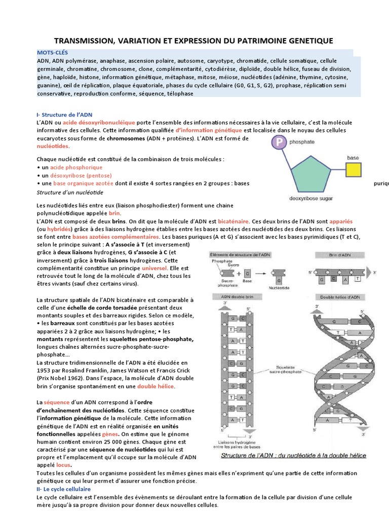 Fiche 1 Cycle Cellulaire Pdf Chromosome Mitose
