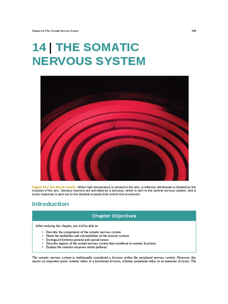 Chapter 14 - The Somatic Nervous System | PDF | Senses | Taste