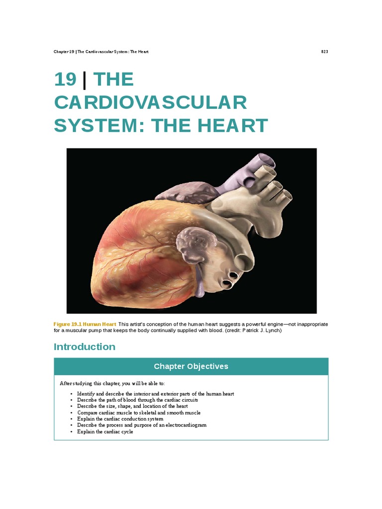 Chapter 19 - The Cardiovascular System - The Heart | PDF | Heart Valve ...