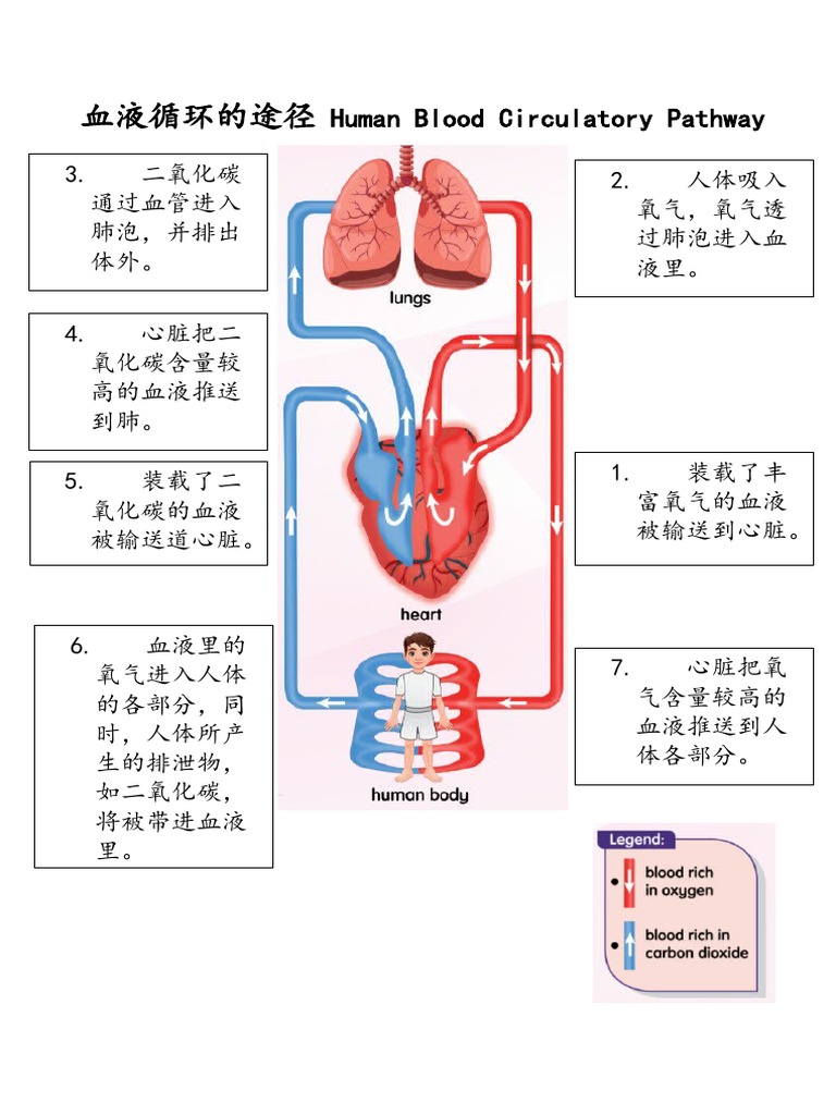 笔记 （血液循环的途径 Human Blood Circulatory Pathway） | PDF
