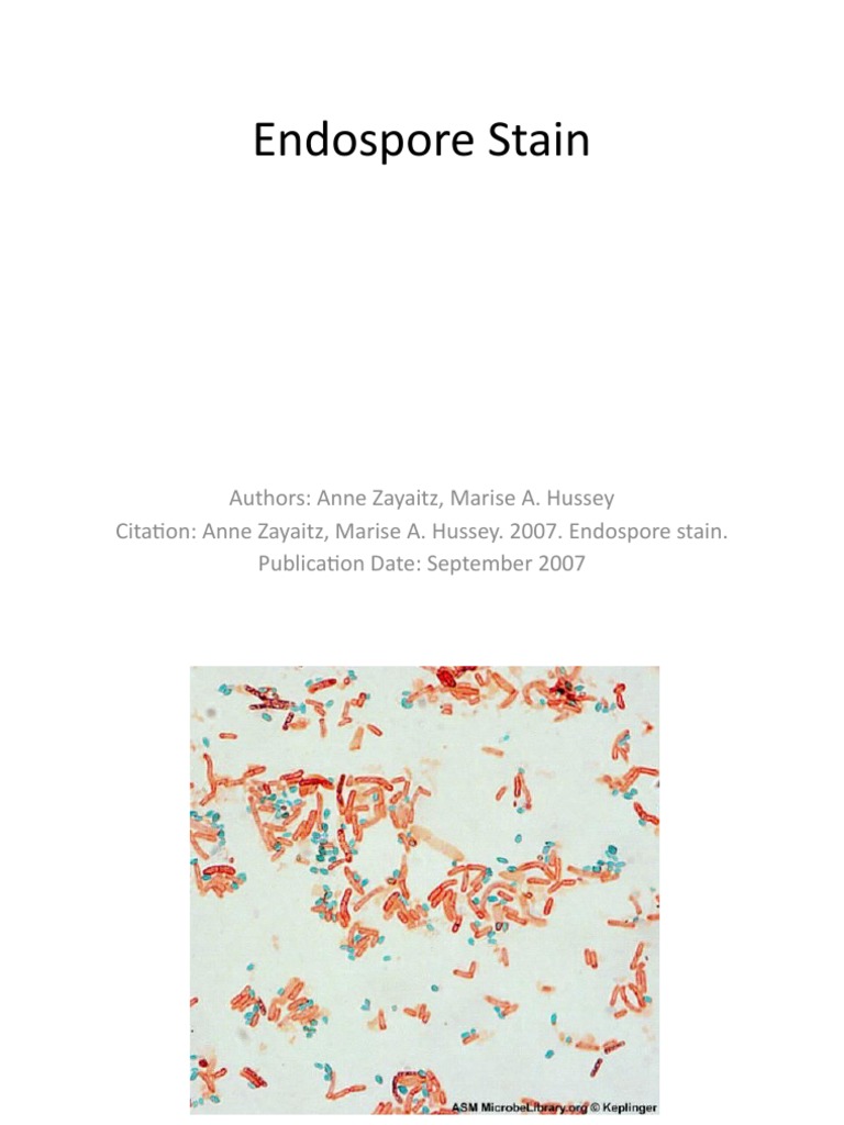 Endospore Stain | PDF | Bacillus | Laboratory Techniques