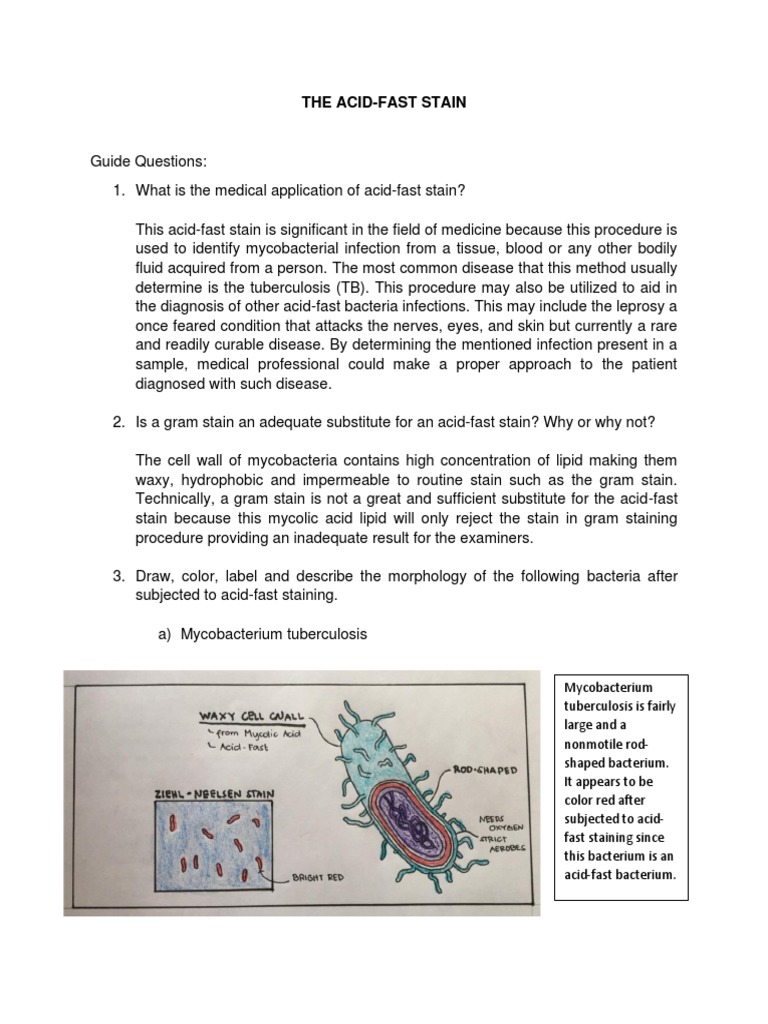 Acid-Fast Staining in Medical Diagnosis | PDF | Staining | Bacteria