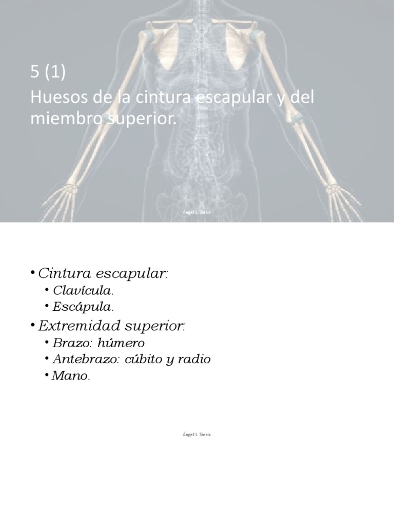 Huesos Cintura Escapular y Miembro Superior | PDF | Mano | Anatomía