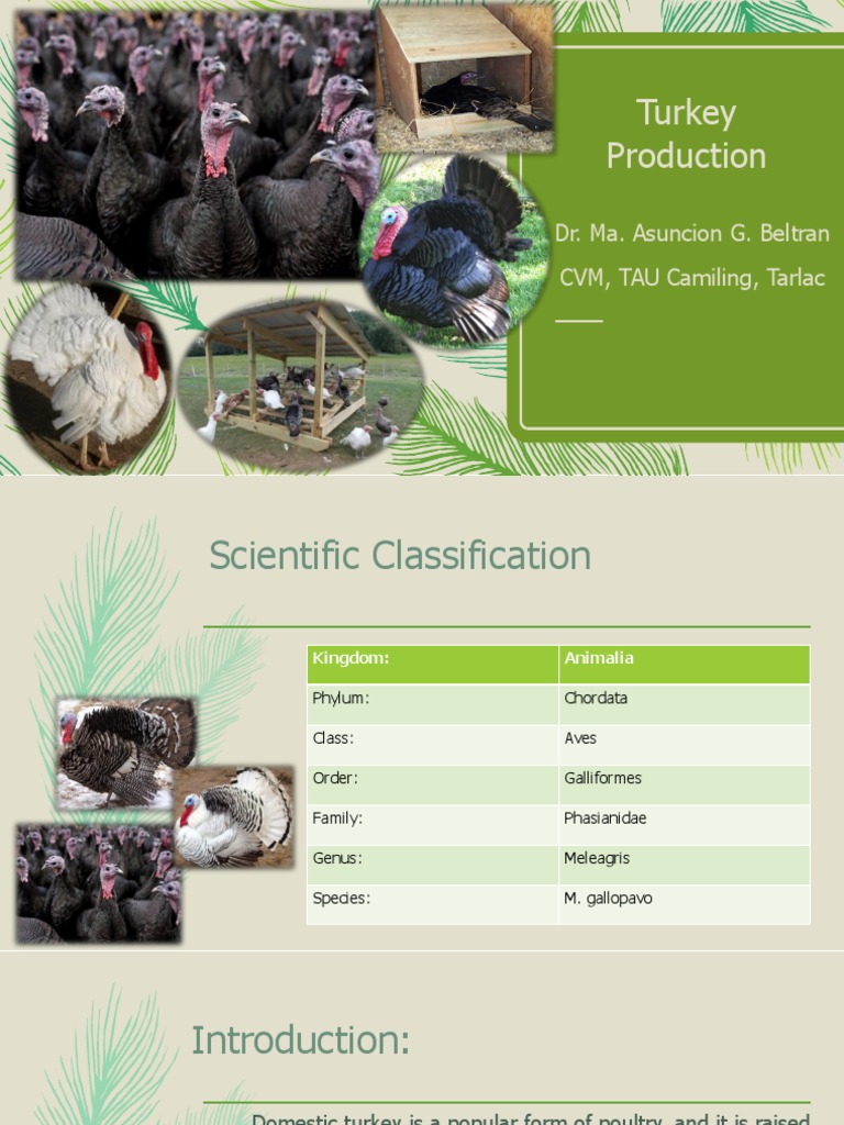 05 Turkey-Production-2022 | PDF