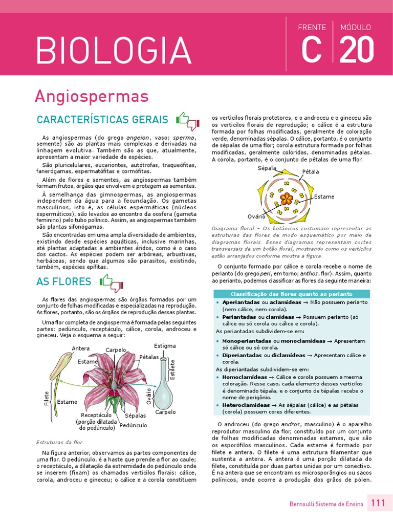20 C Biologia: Angiospermas | PDF | Semente | Flores