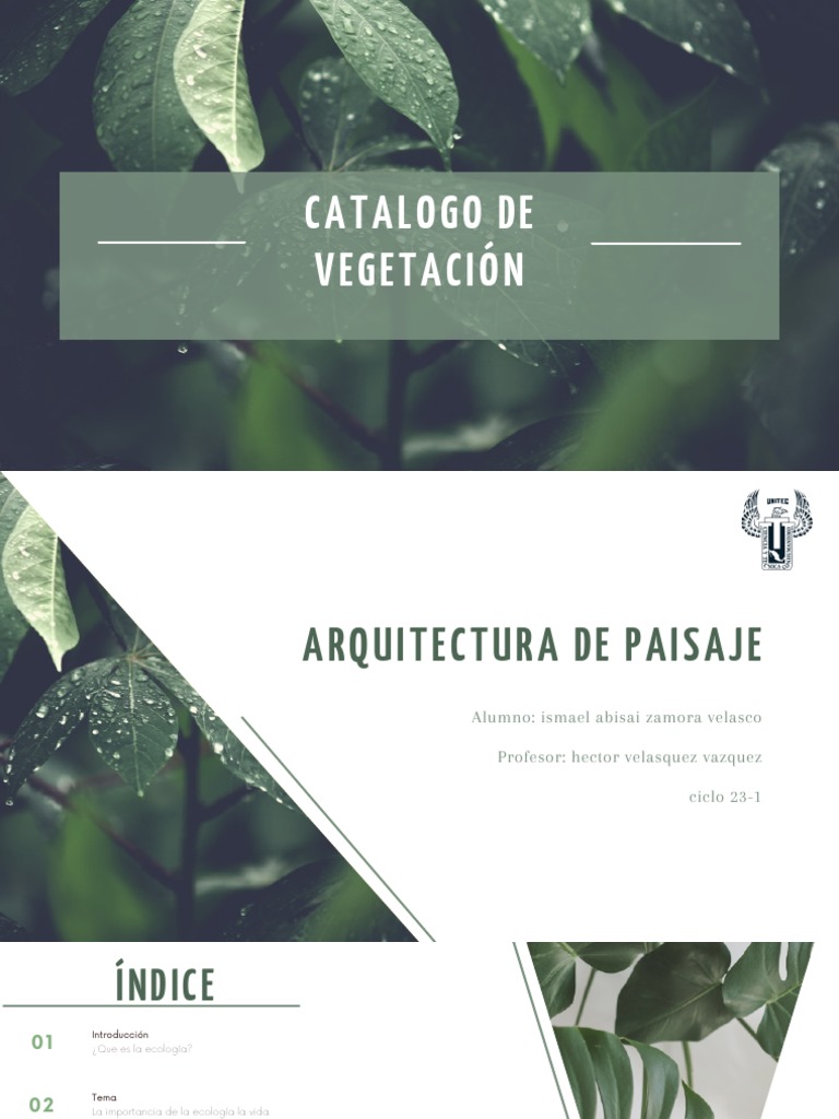 Catalogo de Vegetación | PDF | Arboles | Aceituna