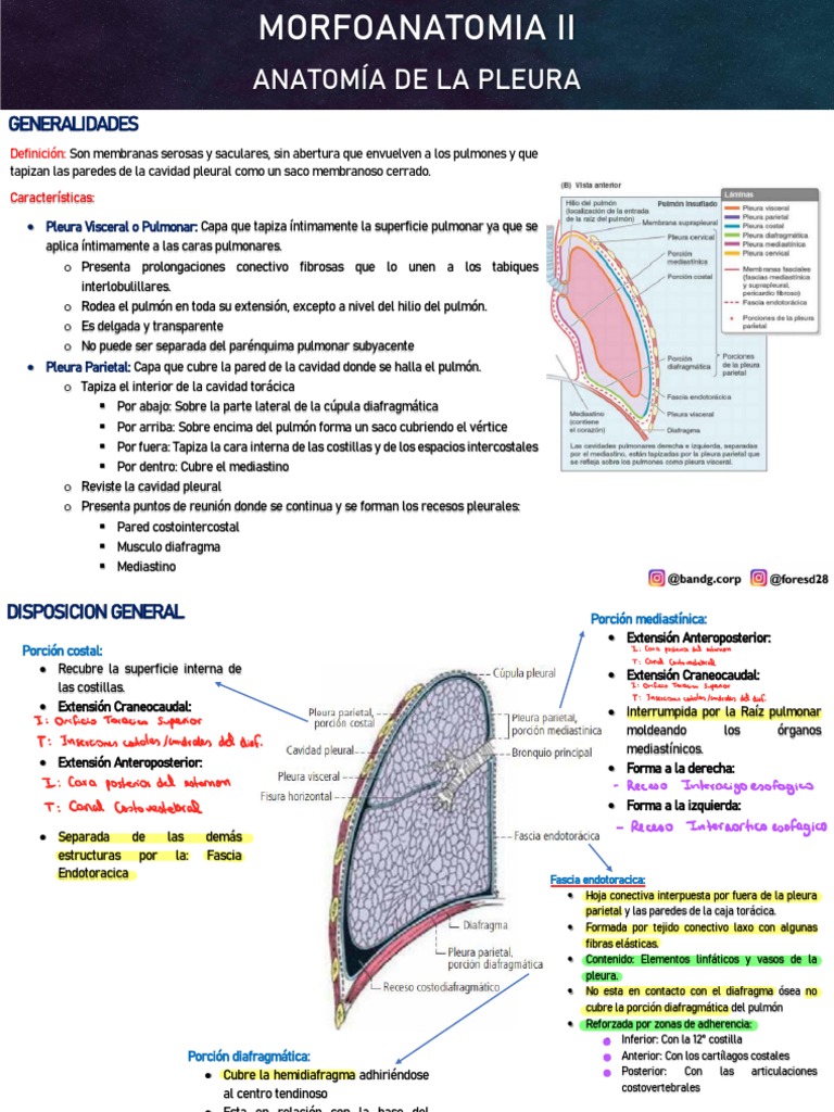 Semana 9 Parte 1 | PDF | Tórax | Pulmón