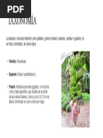 Familia Arecaceae | PDF | Arecaceae | Plantas