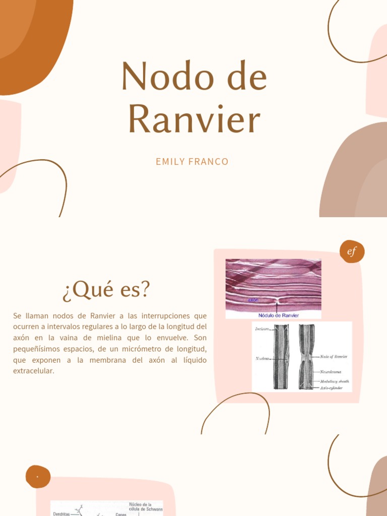 Componentes de La Neurona: NODO DE RANVIER | PDF