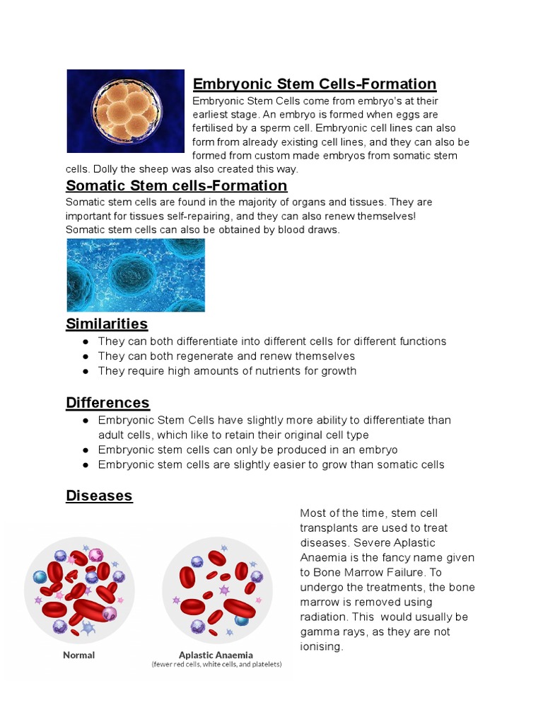 Biology H - W | PDF | Stem Cell | Embryo