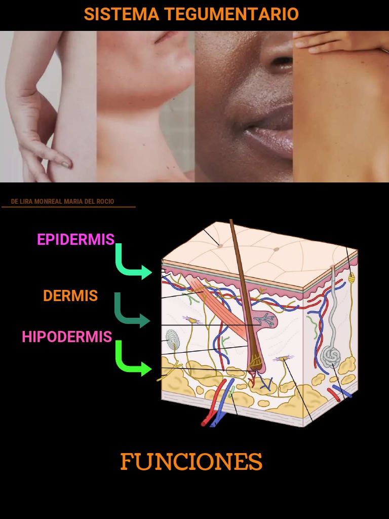 Sistema Tegumentario | PDF