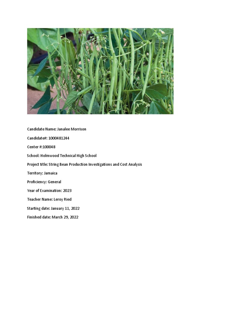 My Agriculture Sba On String Bean | PDF | Green Bean | Bean