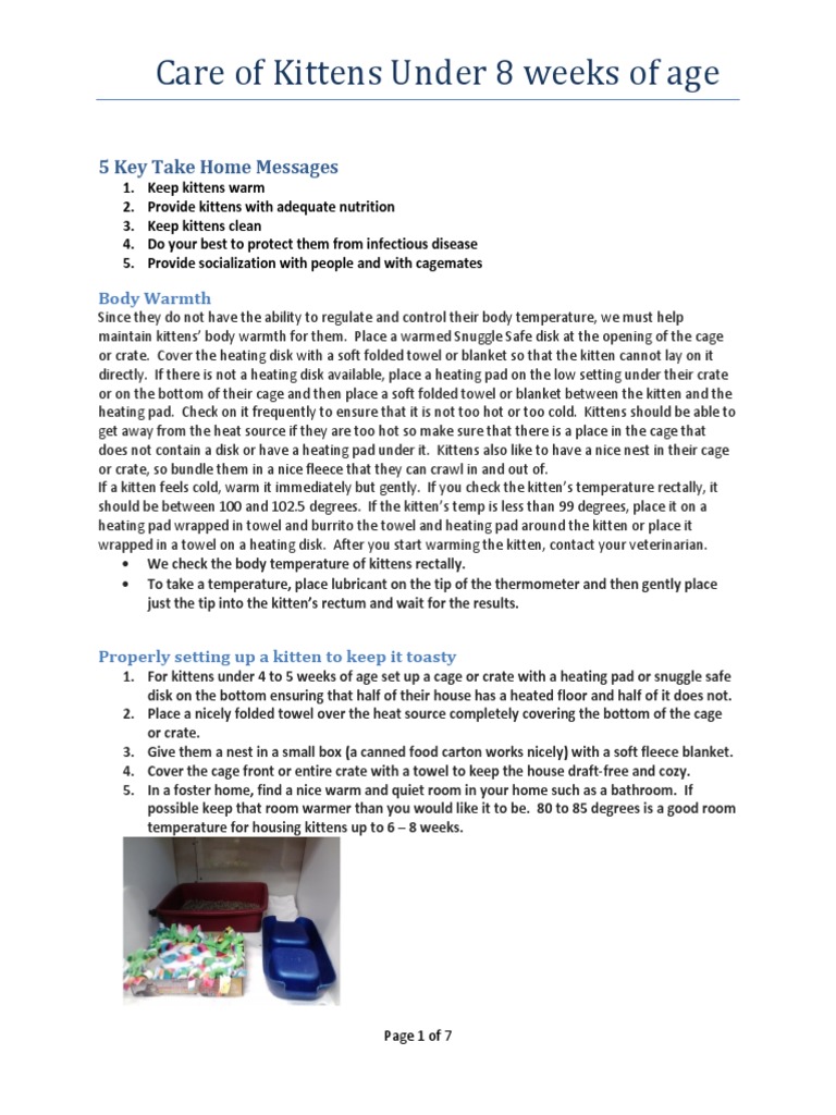 Kitten Care Guide | PDF | Breastfeeding | Weaning