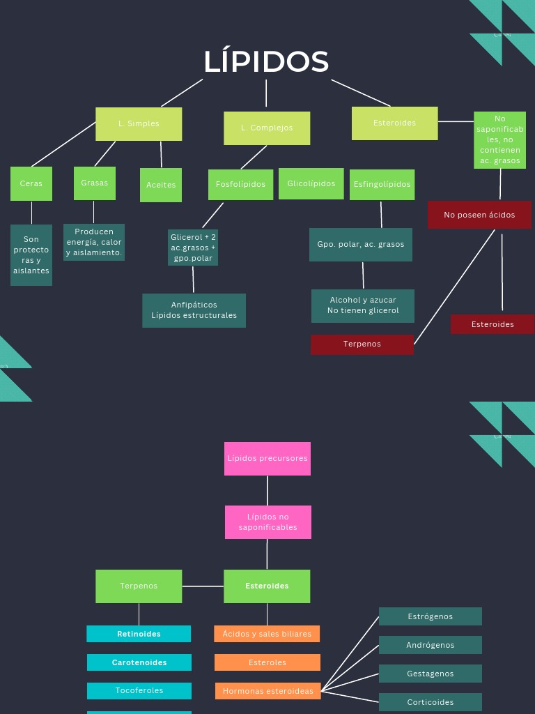 Mapa Conceptual Lipidos | PDF