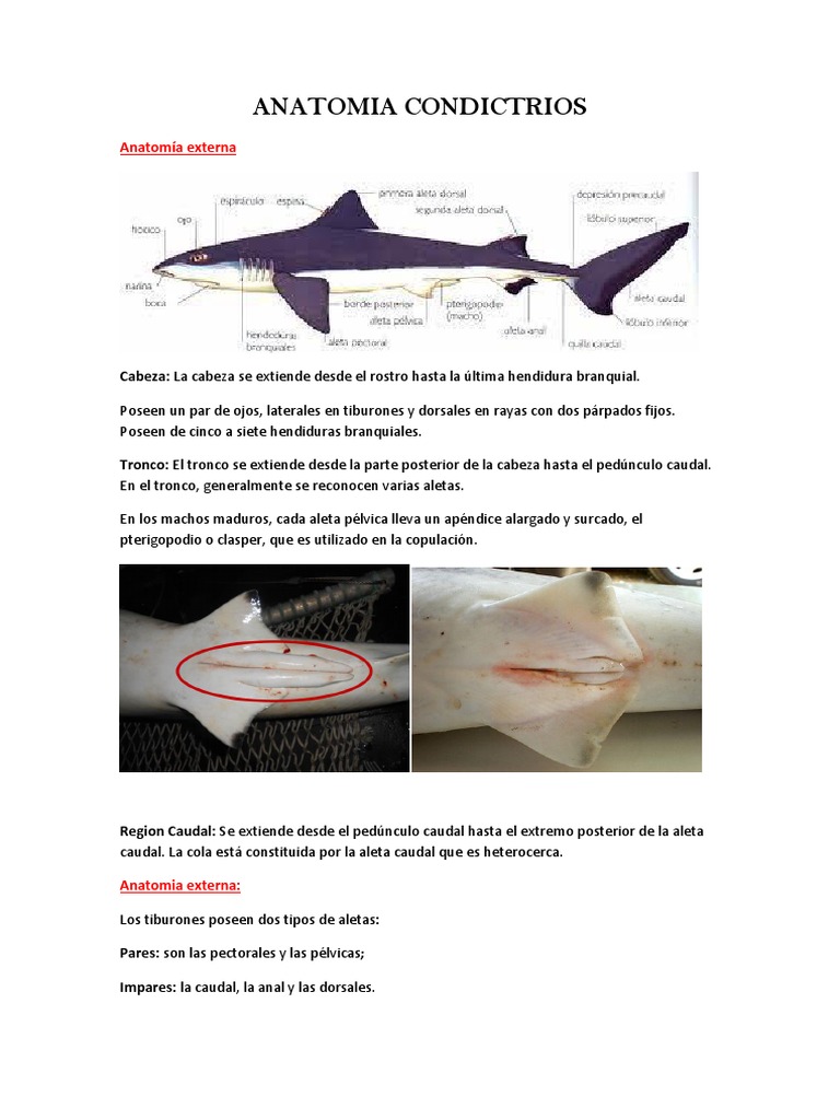 Anatomía y Reproducción de Tiburones | PDF | Sistema digestivo humano ...