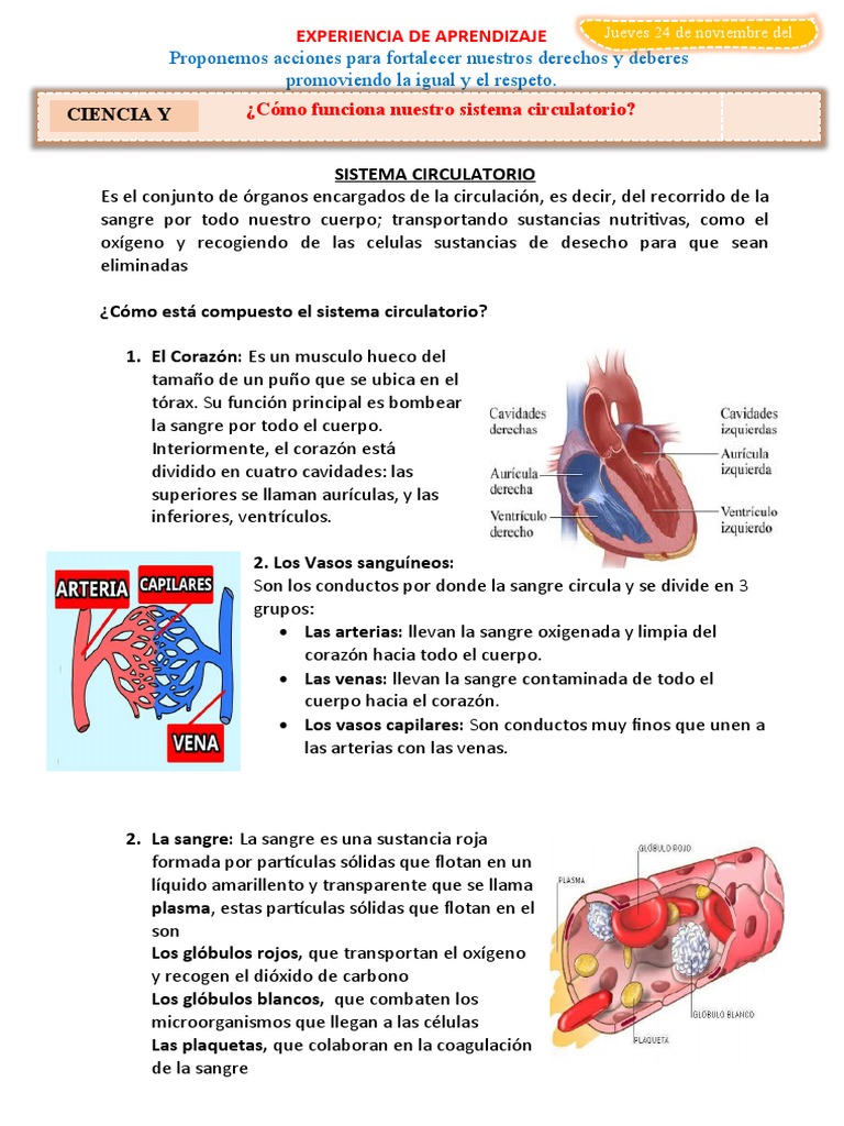 Sistema Circulatorio: Funciones y Componentes | PDF | Sistema ...