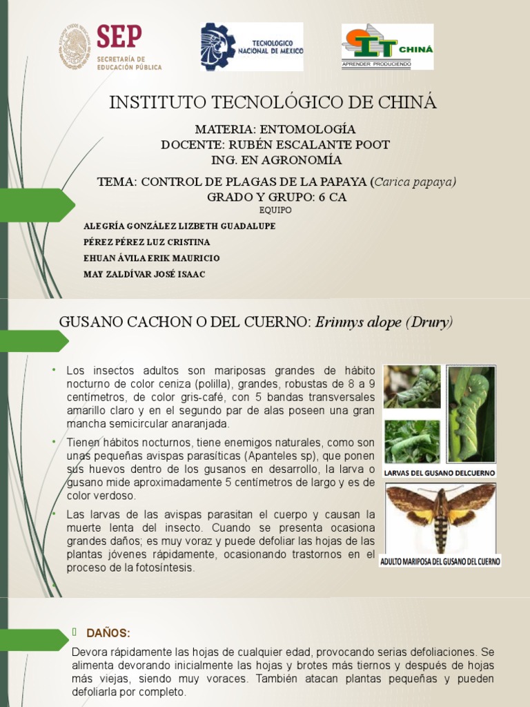 Control de Plagas en Papaya | PDF | Insectos | Control biológico de plagas