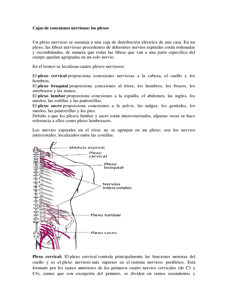 Plexos | PDF | Sistema nervioso | Anatomía humana