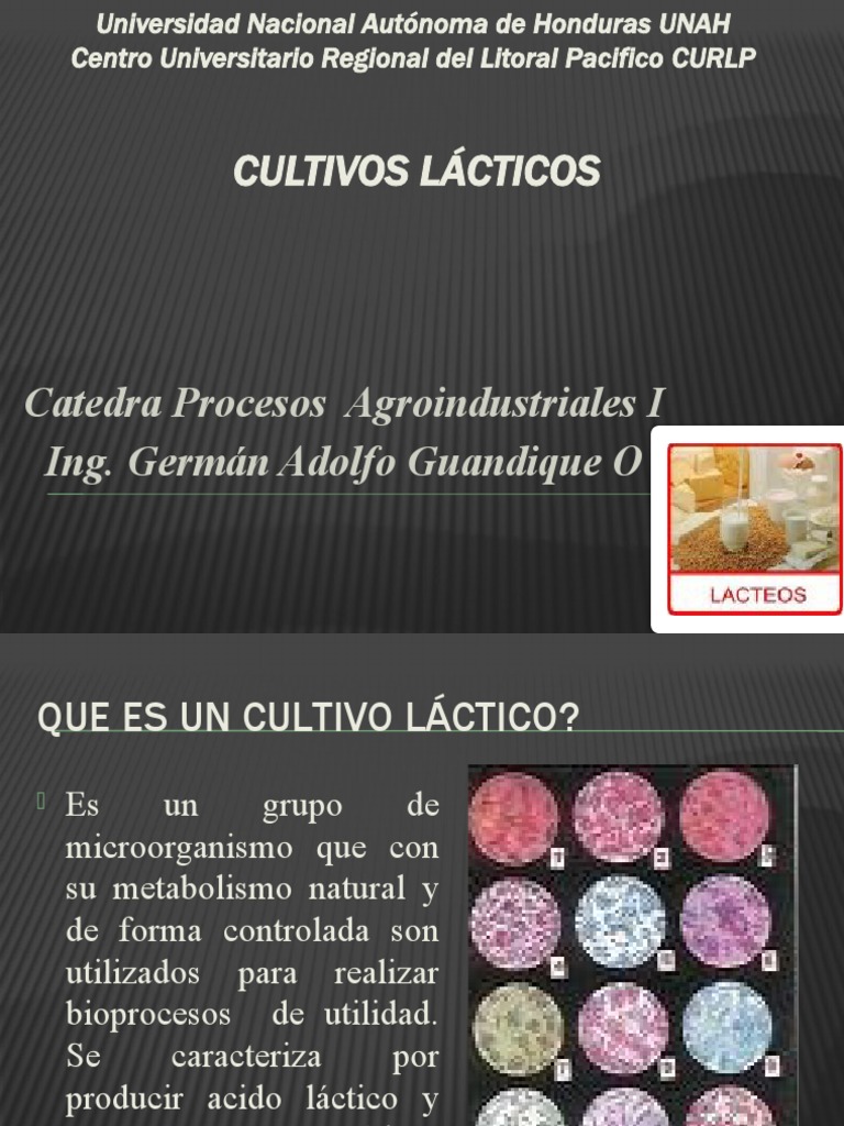 cultivo lactico | PDF | Queso | Leche