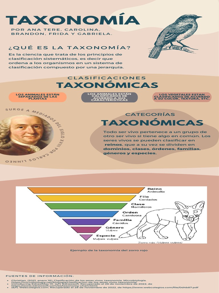 Clasificación Taxonómica del Zorro | PDF | Taxonomía (biología) | Especies