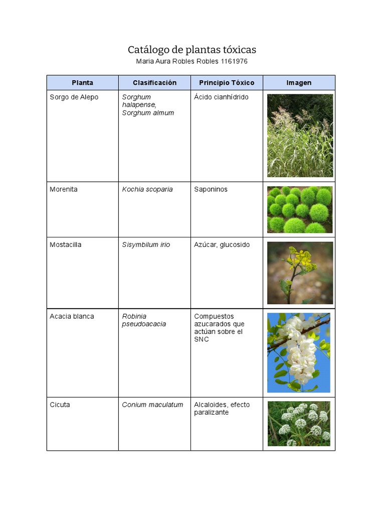 Catálogo Plantas Tóxicas | PDF