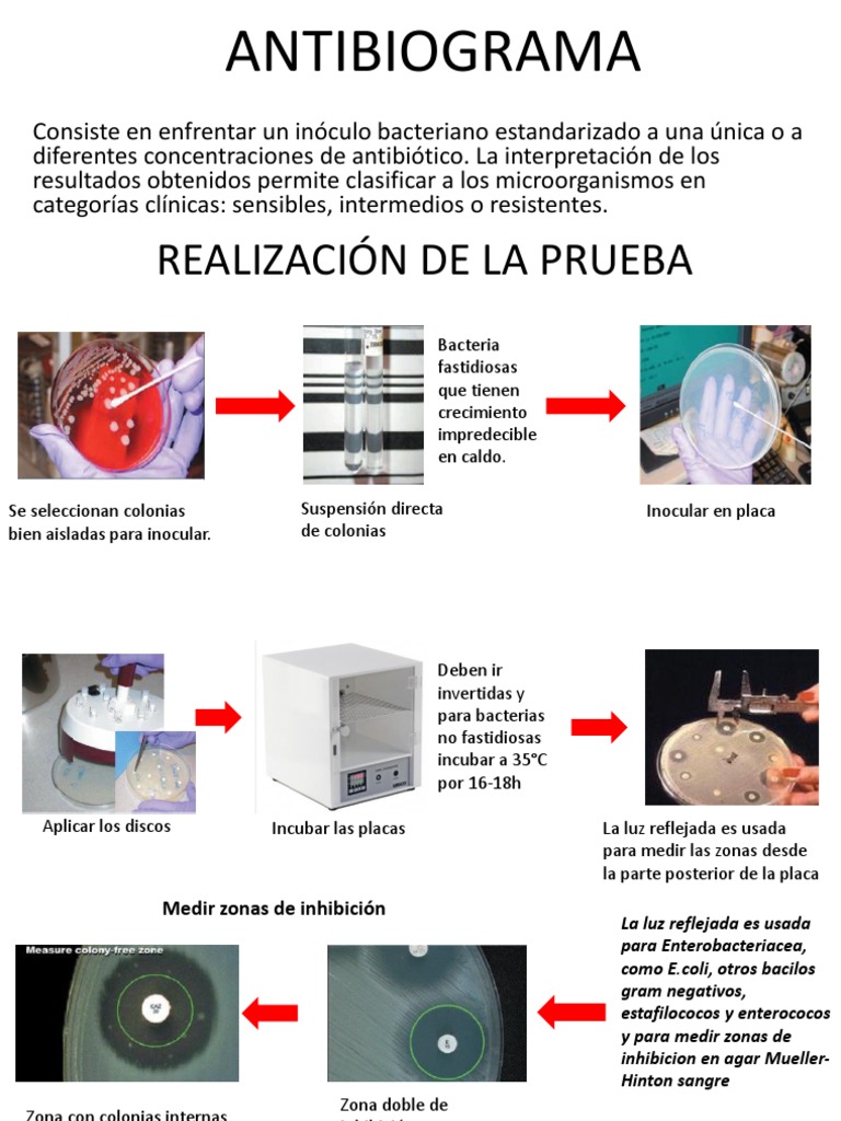 Antibiograma .0 | PDF | Microorganismo | Medicina CLINICA