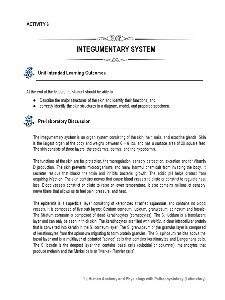 Activity 6 The Integumentary System | Download Free PDF | Skin ...