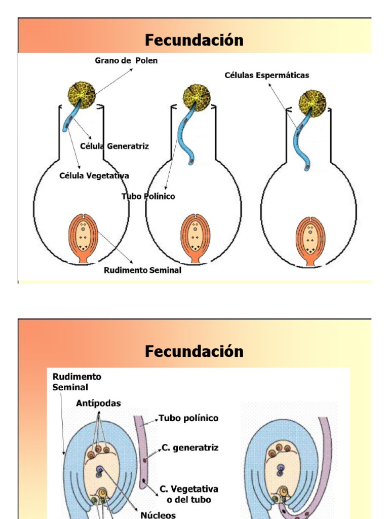 Cap. IV Bo - 5. Reproducción II | PDF