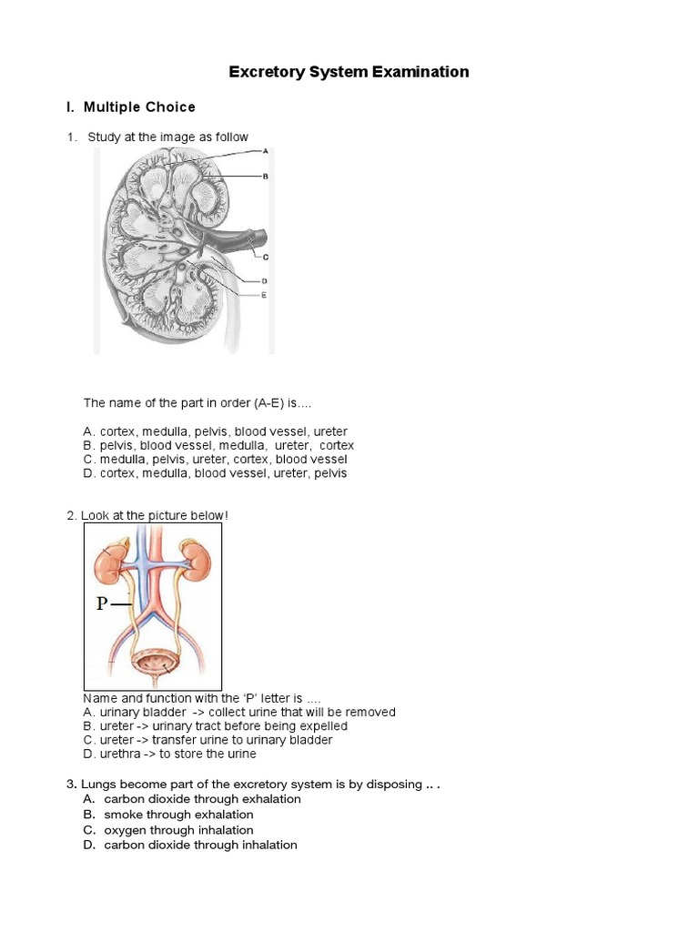 Anatomy and Functions of the Excretory System: A Comprehensive Review ...
