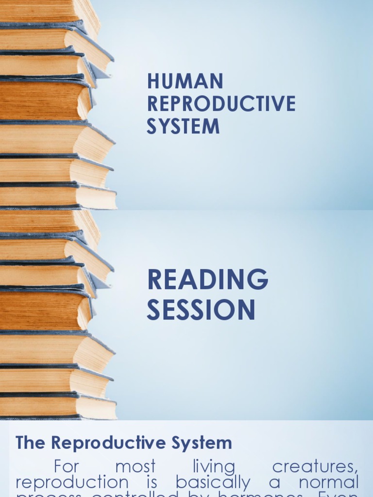 Human Reproductive System | PDF