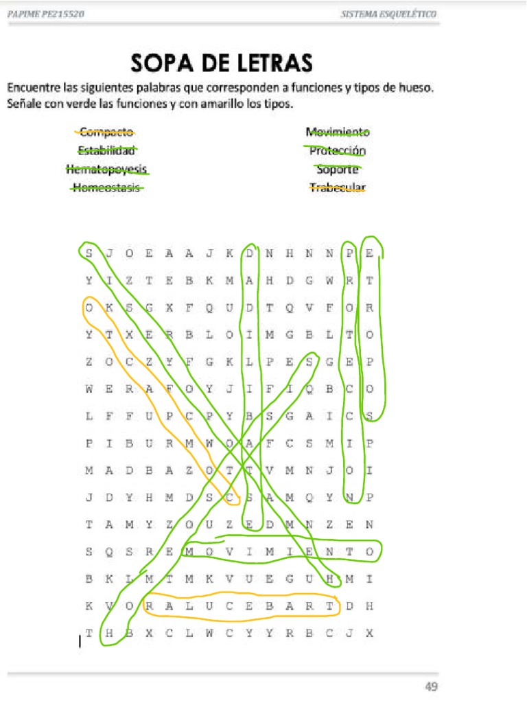 Sistema Esqueletico Sopa de Letras | PDF