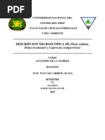 Coníferas y Latifoliadas: Definiciones y Usos | PDF | Madera | Hoja