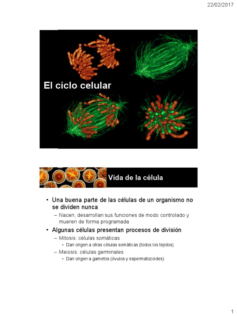 Ciclo Celular 1 | PDF | Mitosis | Mitosis