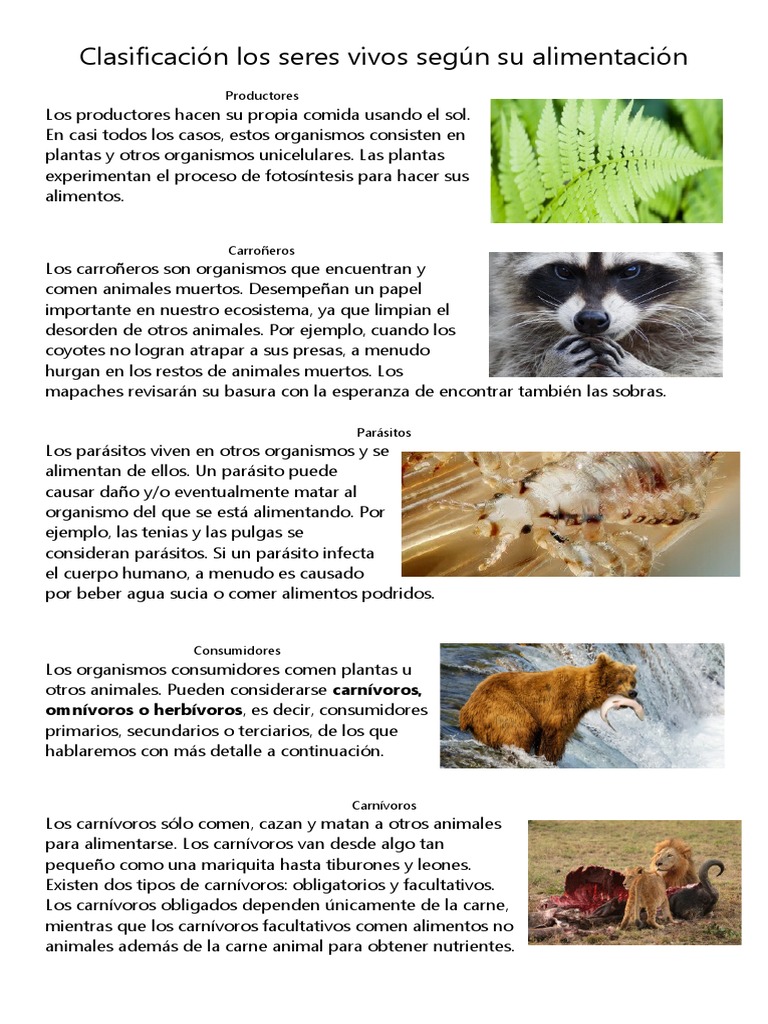 Clasificación Los Seres Vivos Según Su Alimentación | PDF | Depredación ...
