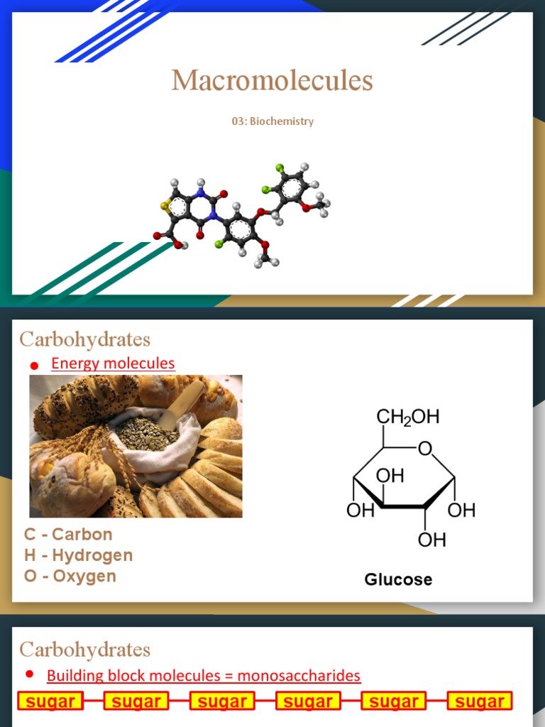 Macromolecule slideshow | PDF | Carbohydrates | Nucleotides