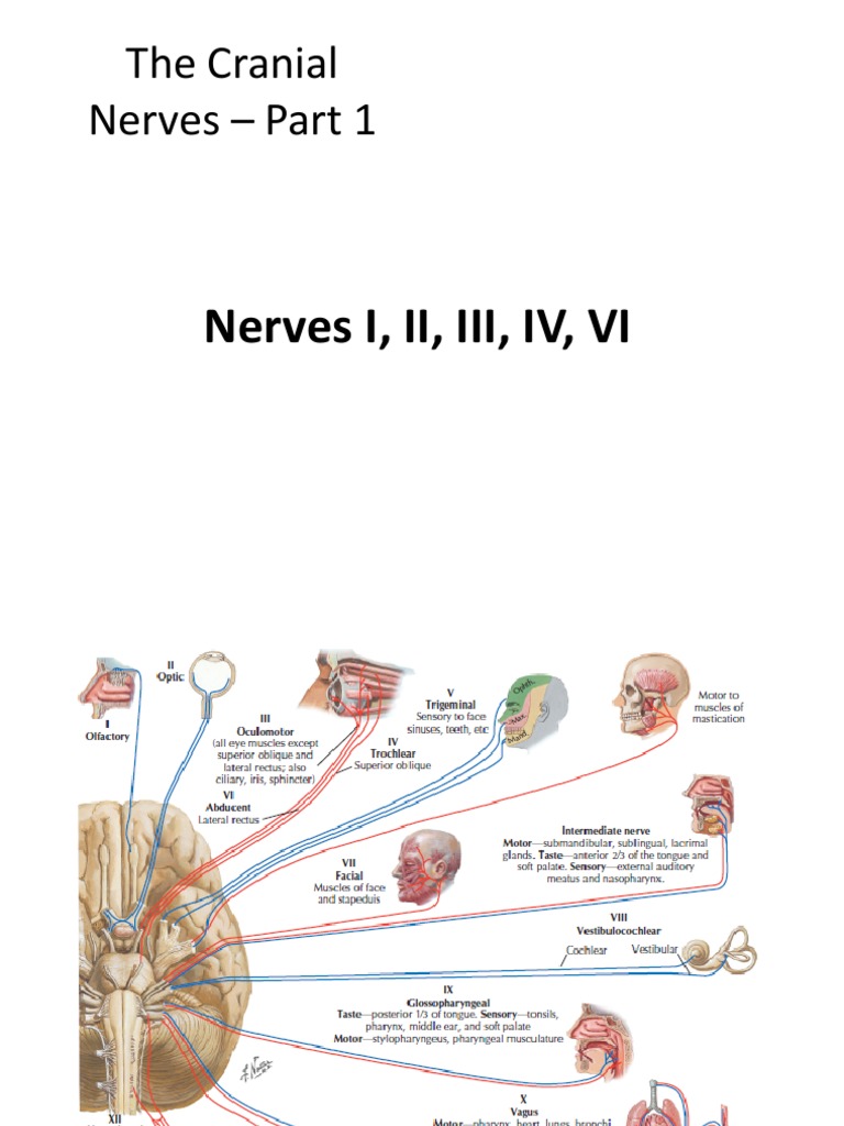 04.06 Cranial Nerves , 12 Cranial Nerves: Names, Functions, and Order ...