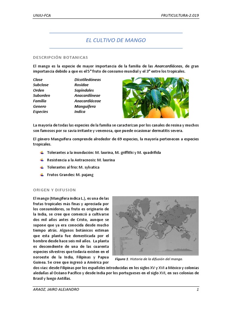 Cultivo de Mango - 1 | PDF | Mango | Antioxidante