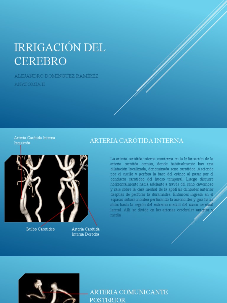 Irrigación Del Cerebro | PDF | Cerebelo | Cerebro