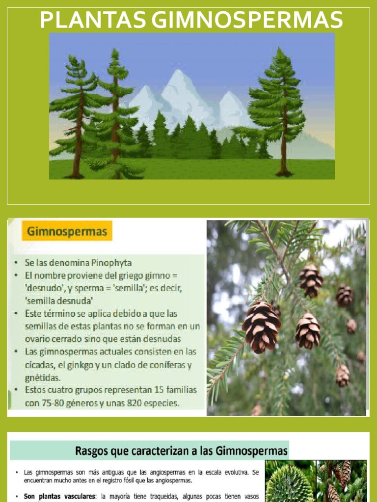 Características De Las Gimnospermas Pdf Semilla Plantas