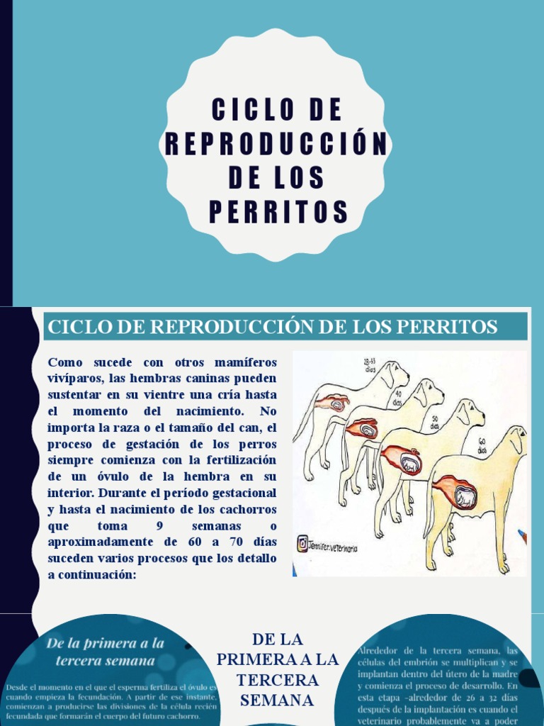 Ciclo de Reproducción de Los Perritos | PDF