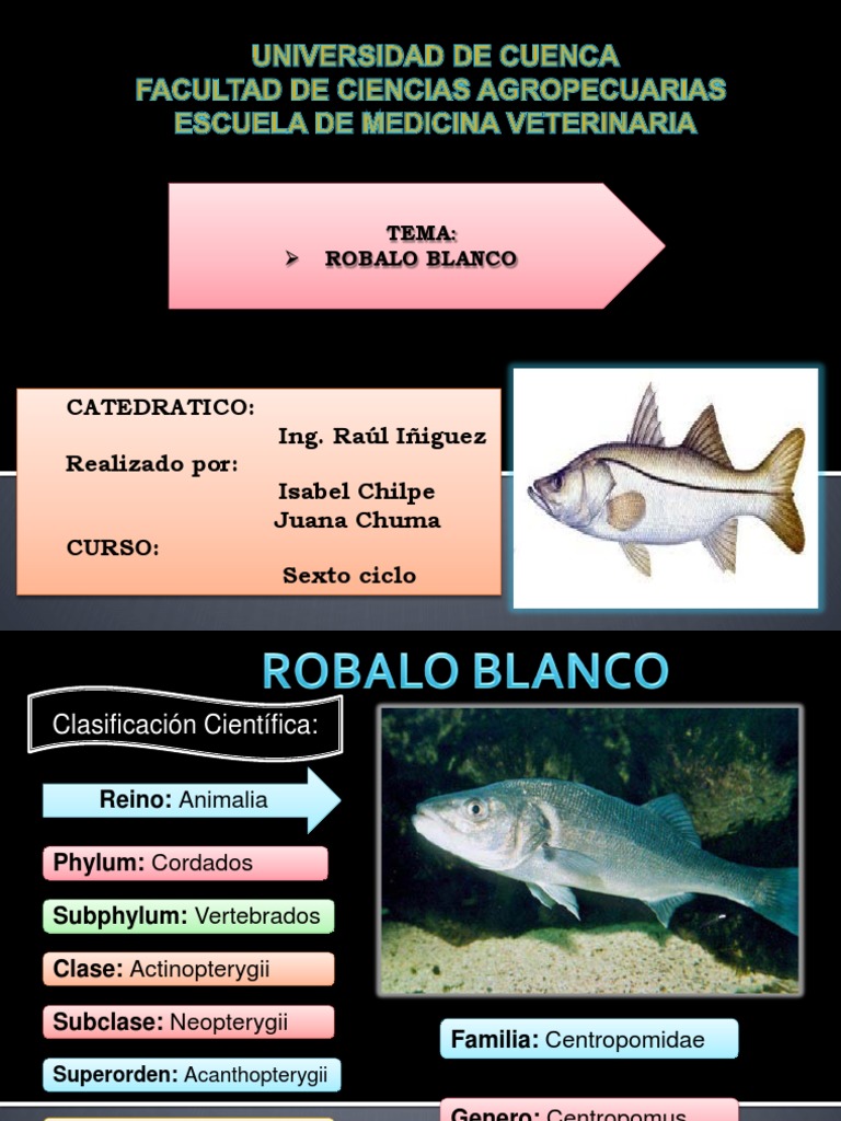 Cultivo y reproducción del róbalo (Centropomus undecimalis) | PDF | Mar