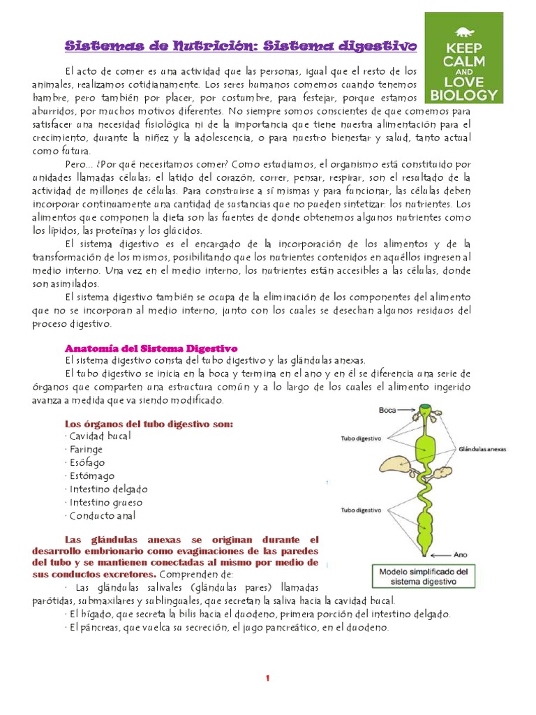 7-Sistemas de Nutrición-Sistema Digestivo | PDF | Digestión | Sistema digestivo humano
