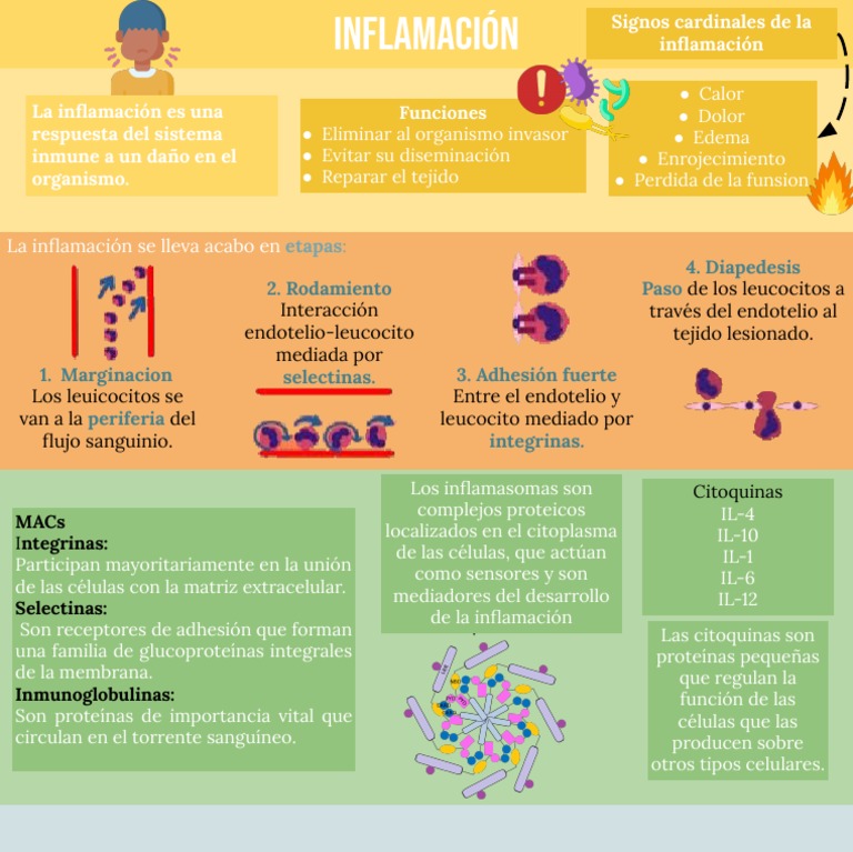 Proceso y Signos de la Inflamación | PDF | Inflamación | Citocina